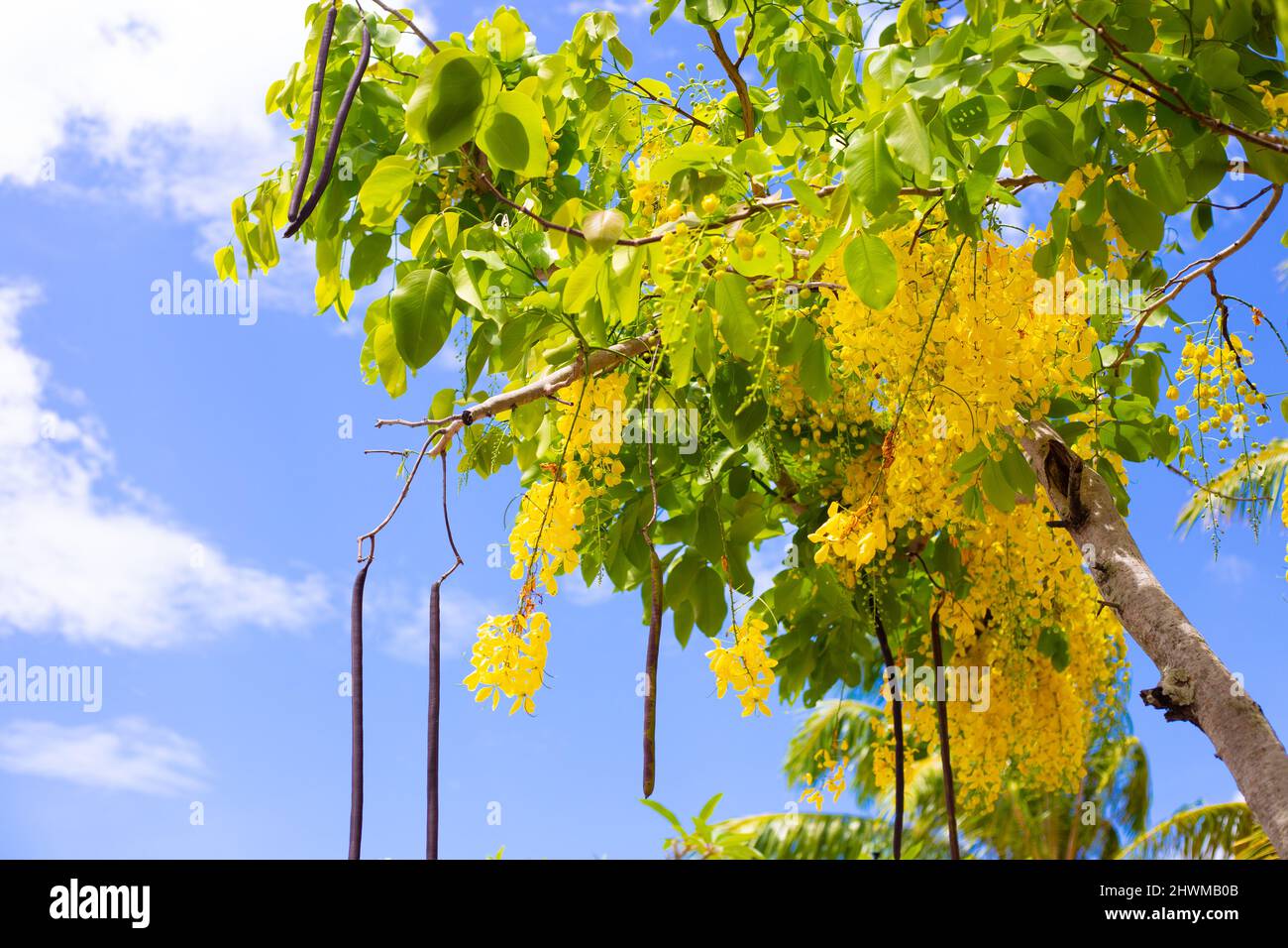 Inflorescences of bright yellow Cassia fistula flowers against a blue sky.Tropical plants of ...