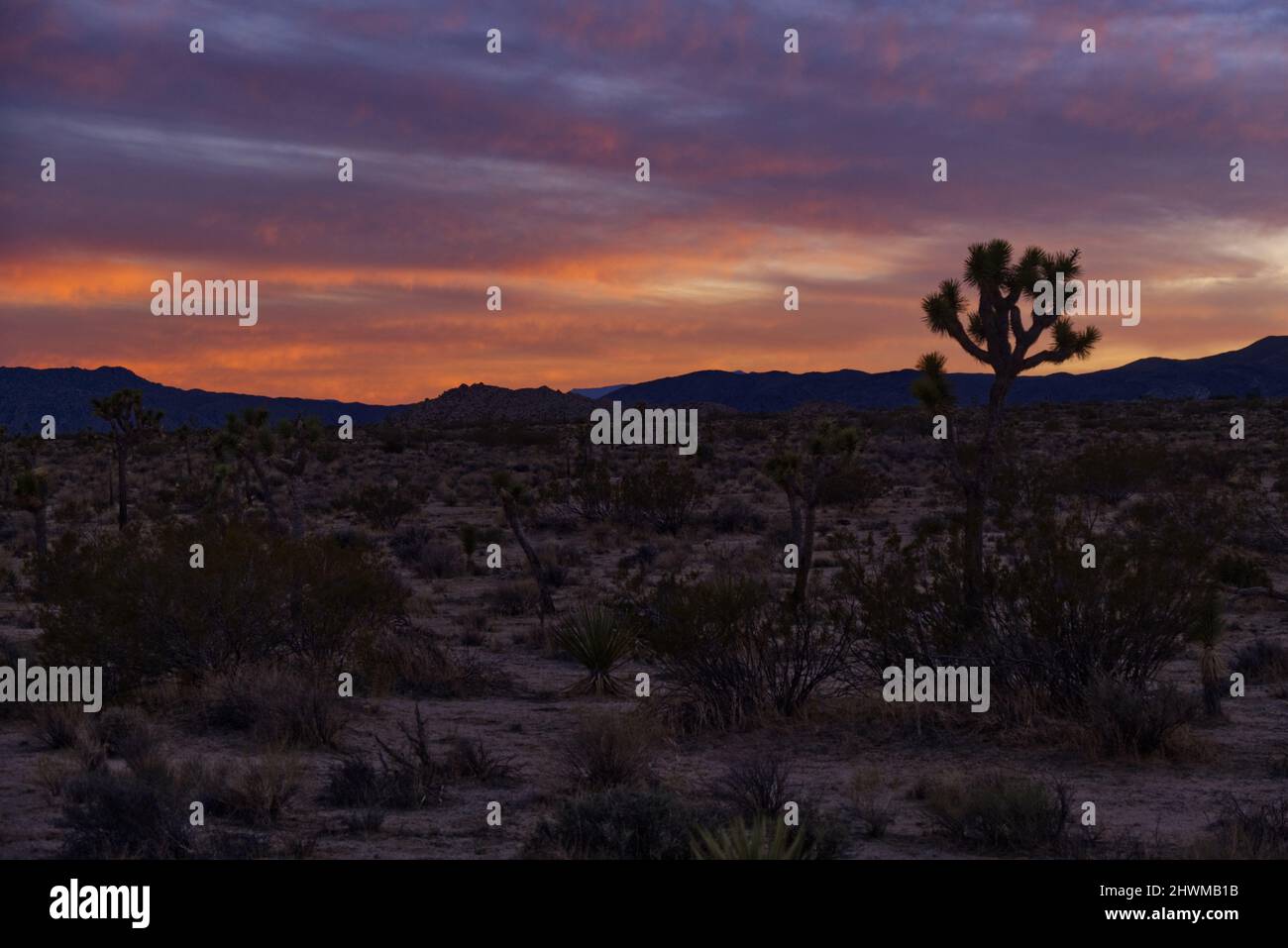 Joshua Tree National Park Sunset Stock Photo - Alamy