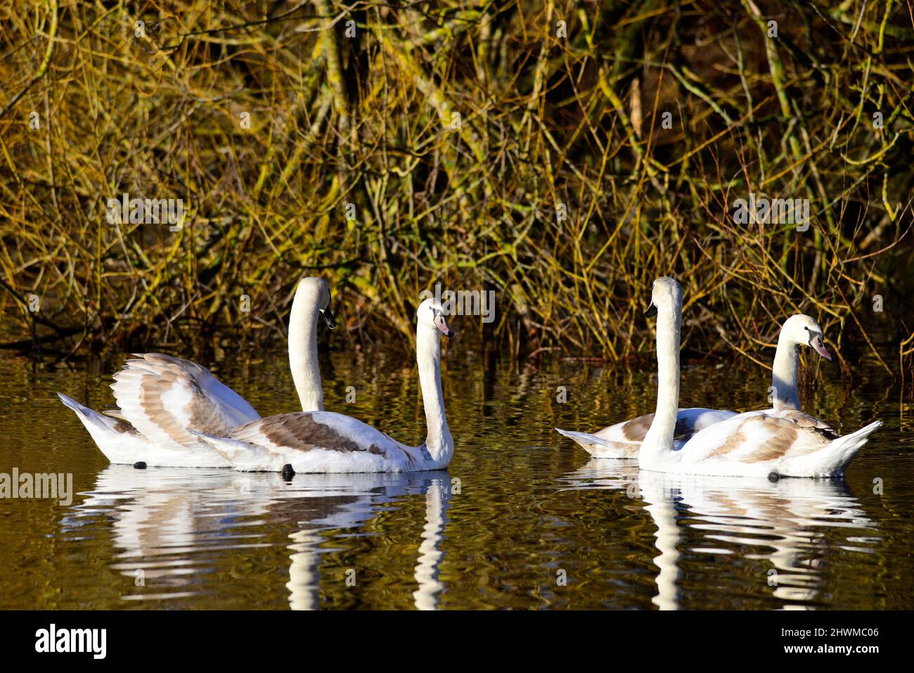 Mute Swans at Figgate Park Edinburgh Scotland Stock Photo - Alamy