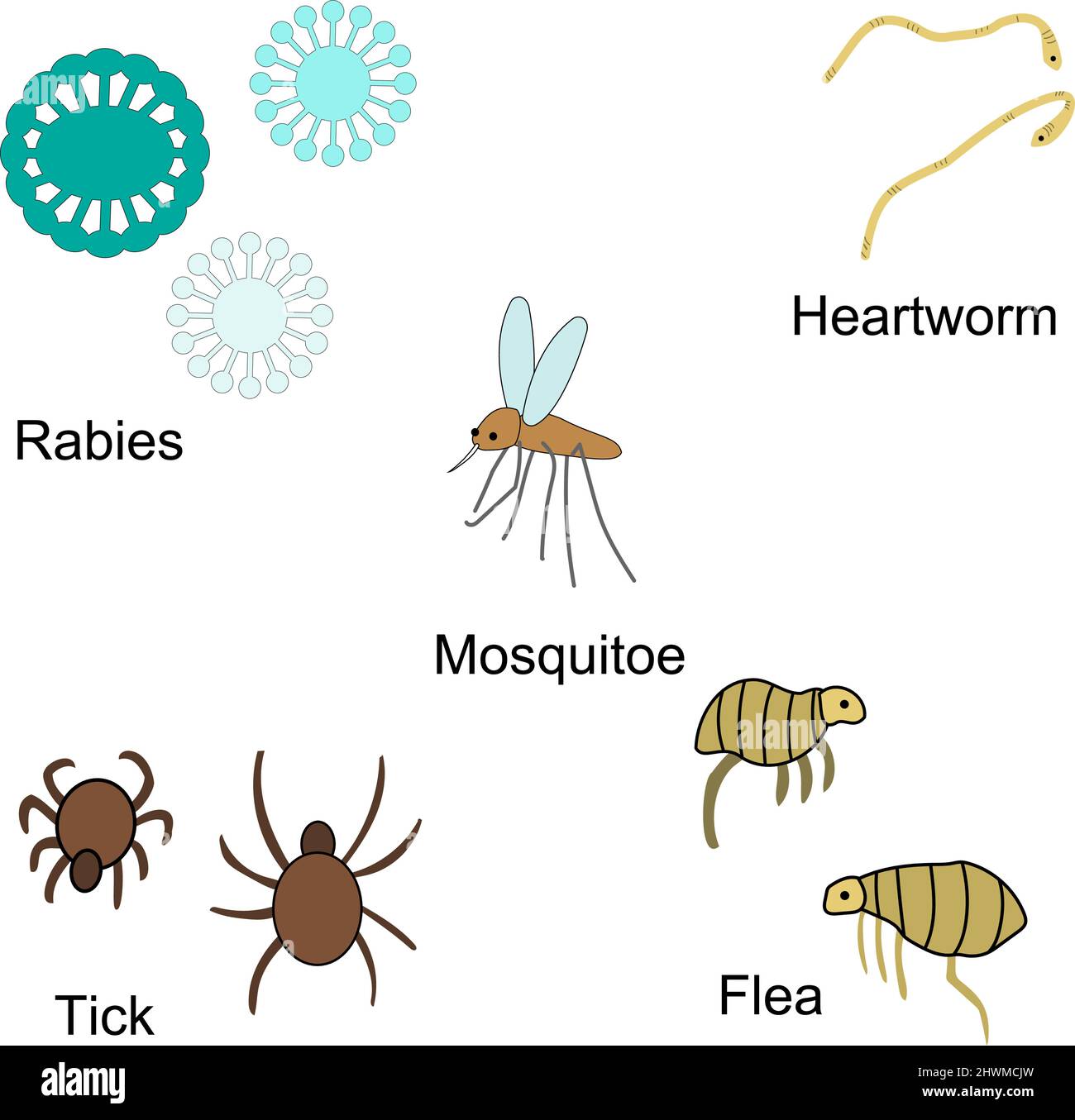 Collection of infectious insects and viruses: ticks, fleas, heartworms ...