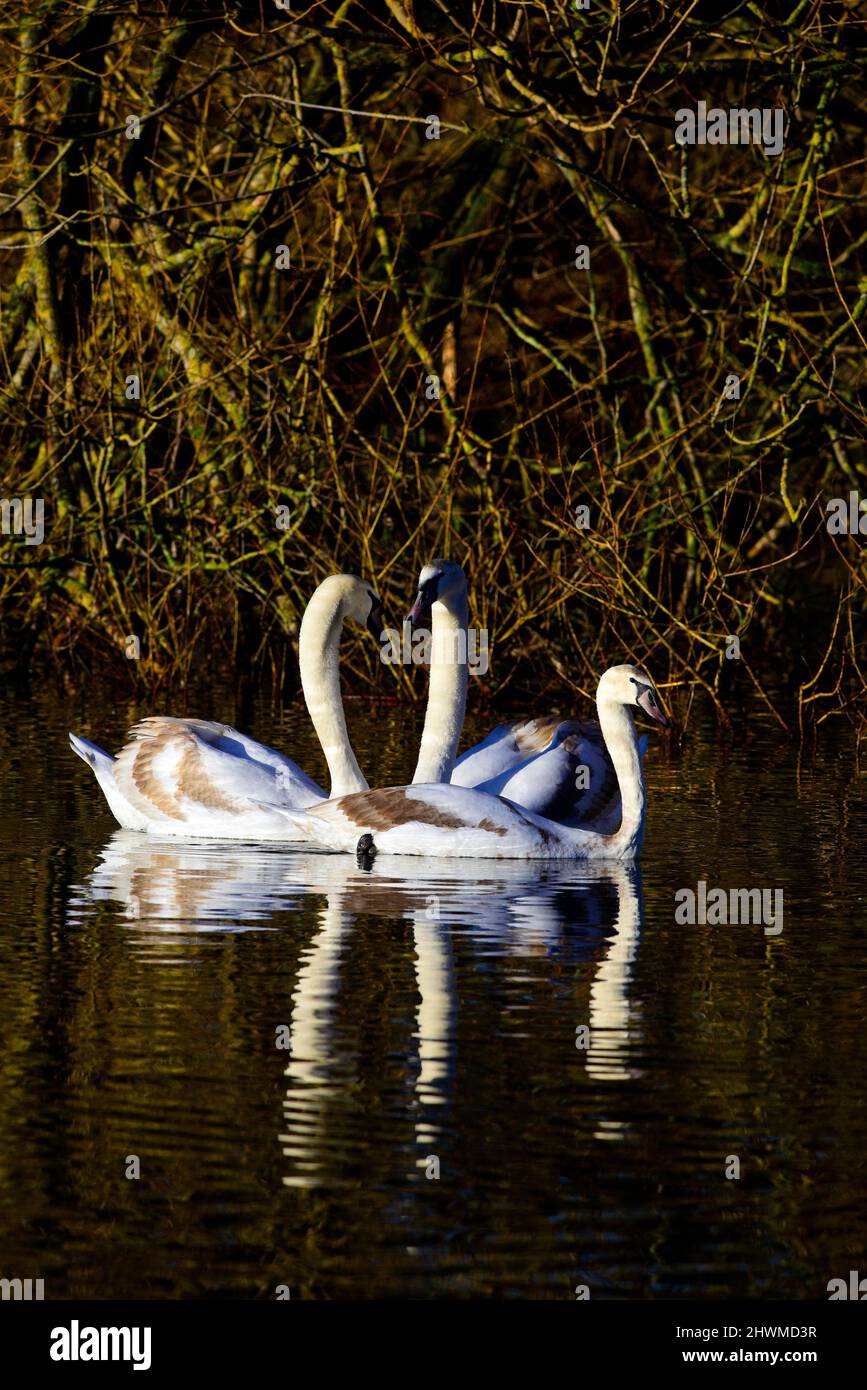 Mute Swans at Figgate Park Edinburgh Scotland Stock Photo - Alamy