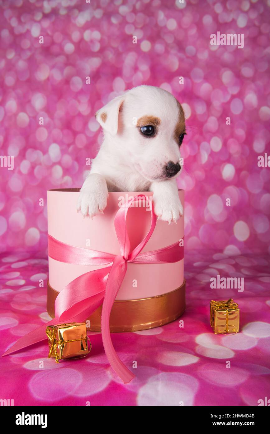 Jack russel terrier puppy in a pink present box Stock Photo - Alamy