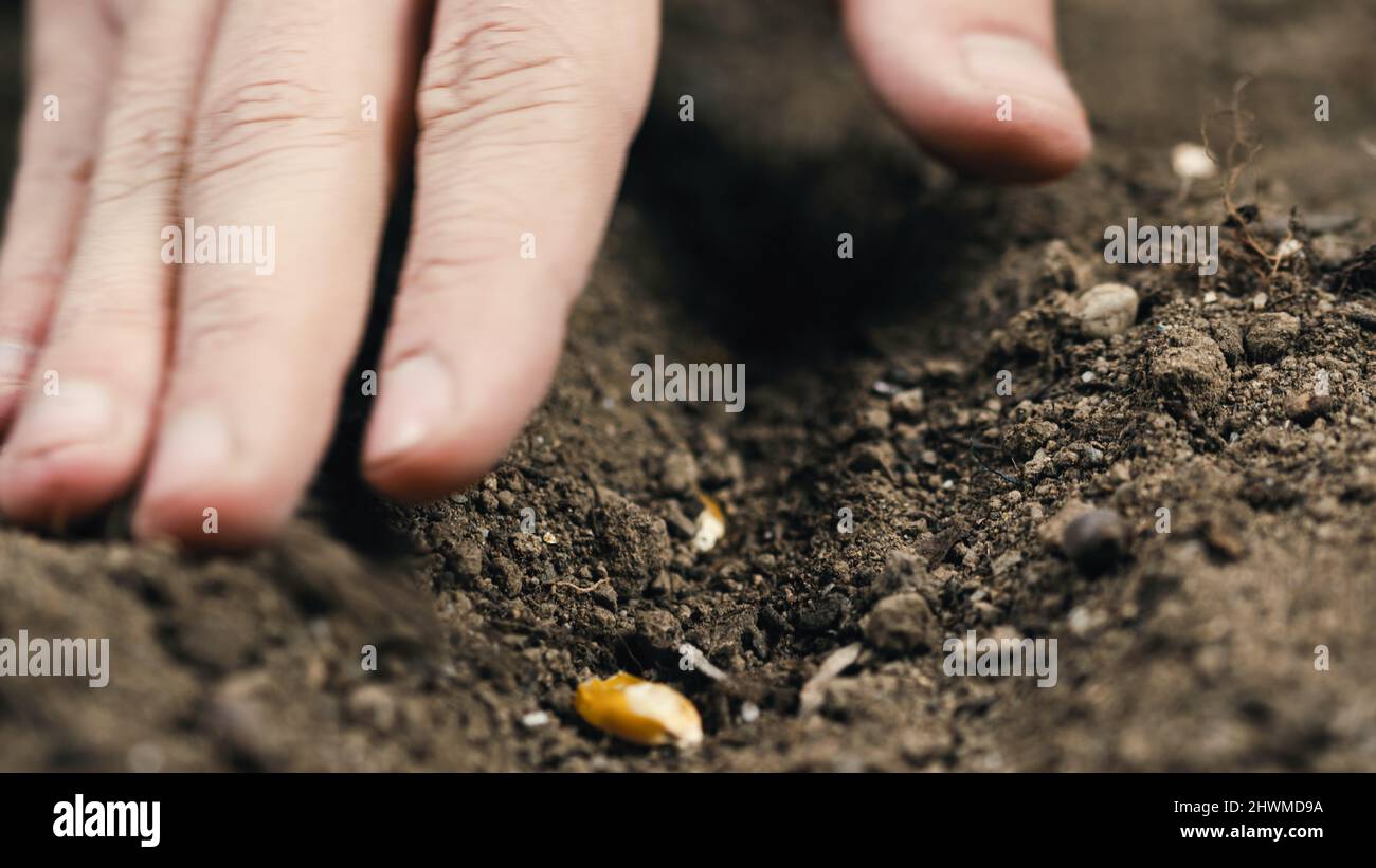 Close up hand planting corn hi-res stock photography and images - Alamy