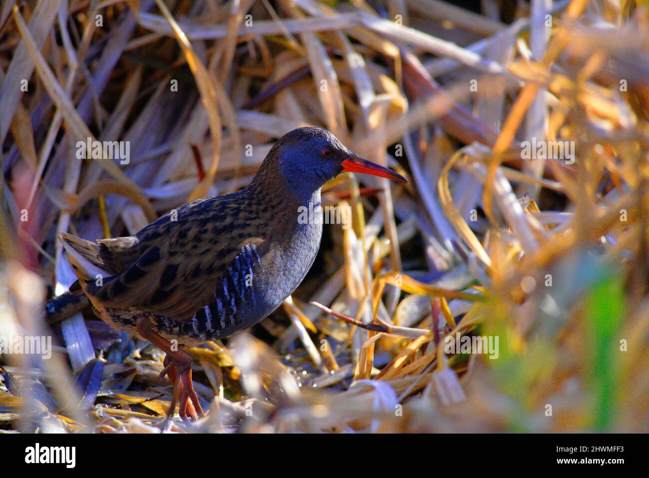 Water rail Rallus aquaticus Stock Photo - Alamy