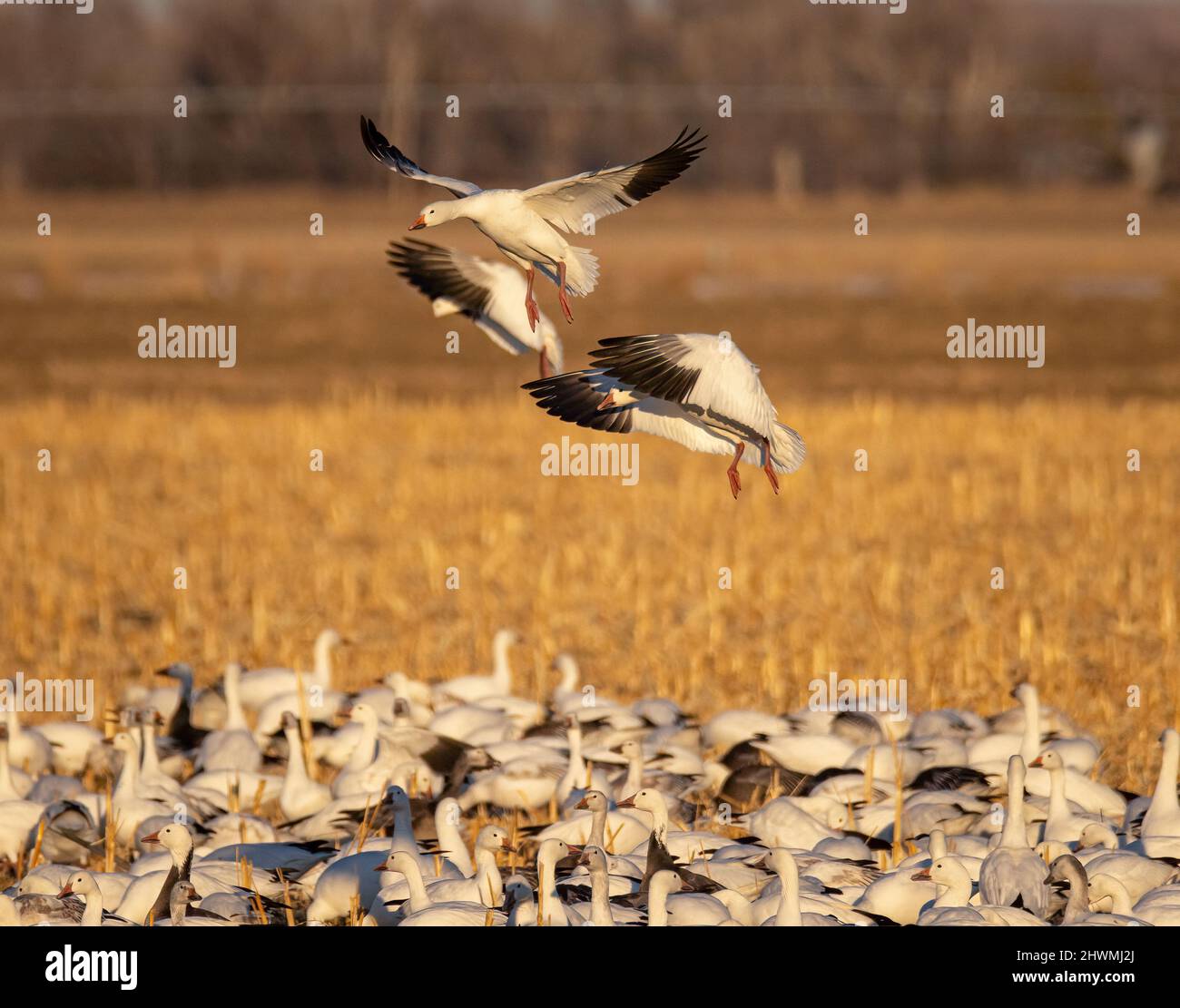 Snow geese (Anser caerulescens) in flight landing in corn field Morgan ...