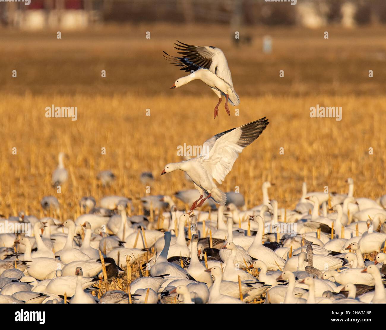 Colorado central plains hi-res stock photography and images - Alamy