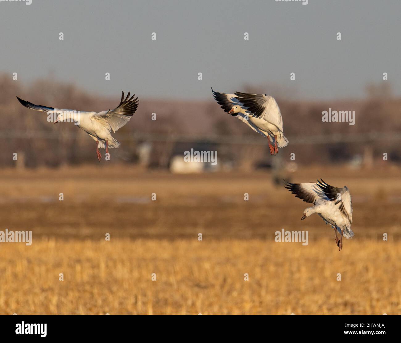 Snow geese (Anser caerulescens) in flight landing corn field Morgan ...