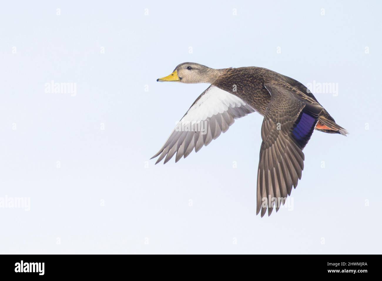 American black duck (Anas rubripes) in flight Stock Photo - Alamy