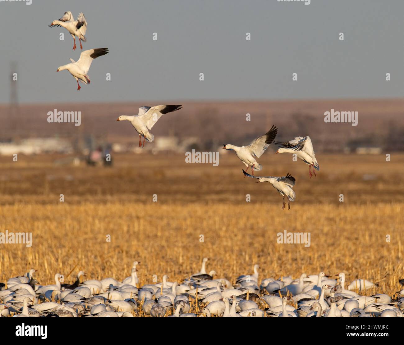 Snow geese (Anser caerulescens) in flight landing in corn field Morgan ...