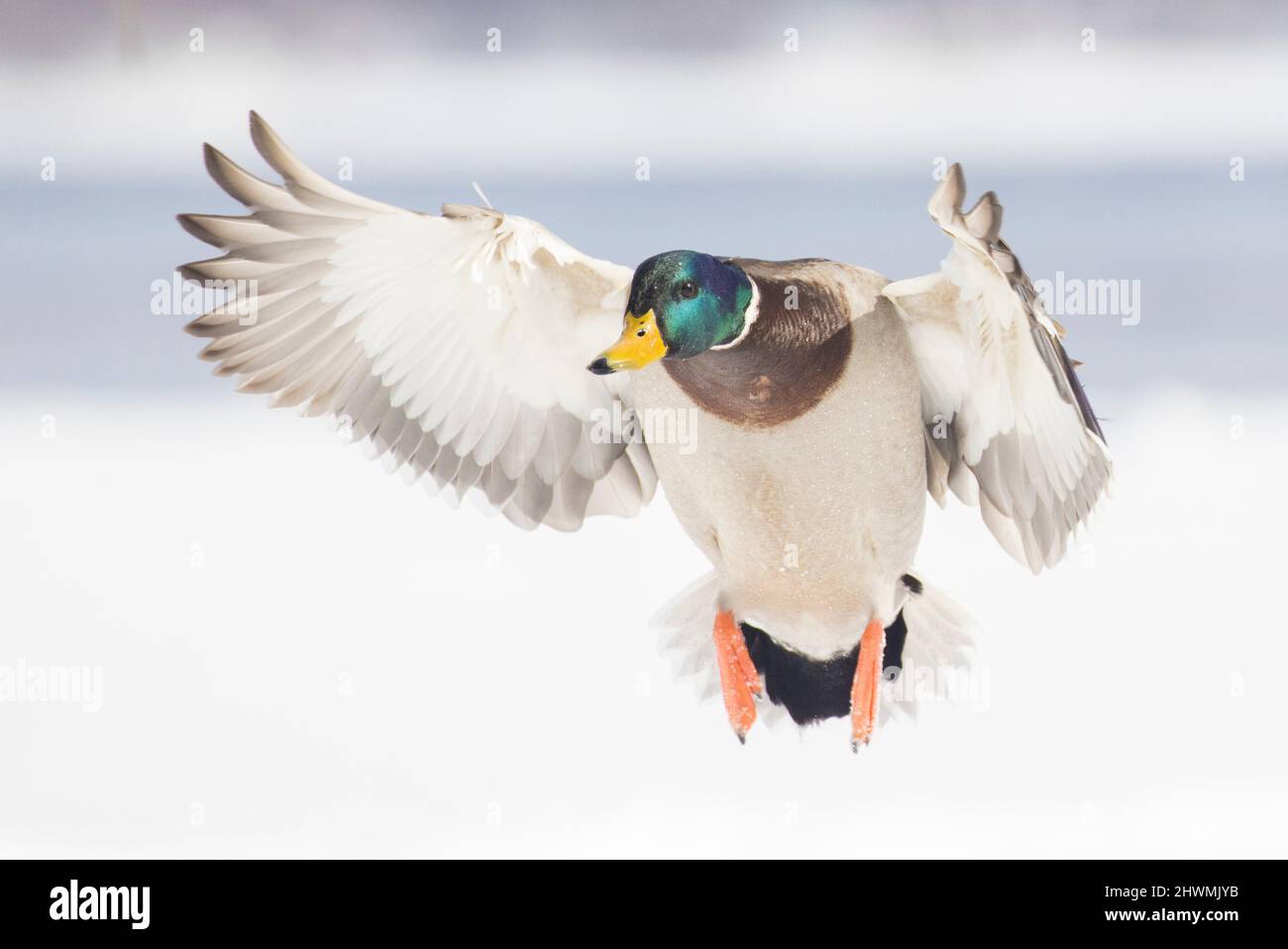 Puffin snow flying hi-res stock photography and images - Alamy
