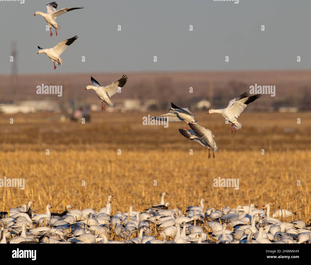 Snow geese (Anser caerulescens) in flight landing in corn field Morgan ...
