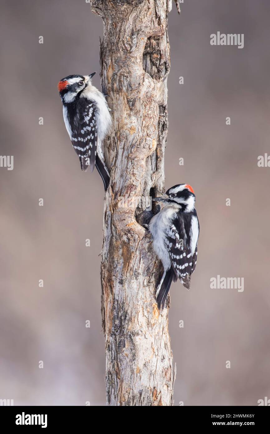 downy woodpecker (Dryobates pubescens Stock Photo - Alamy