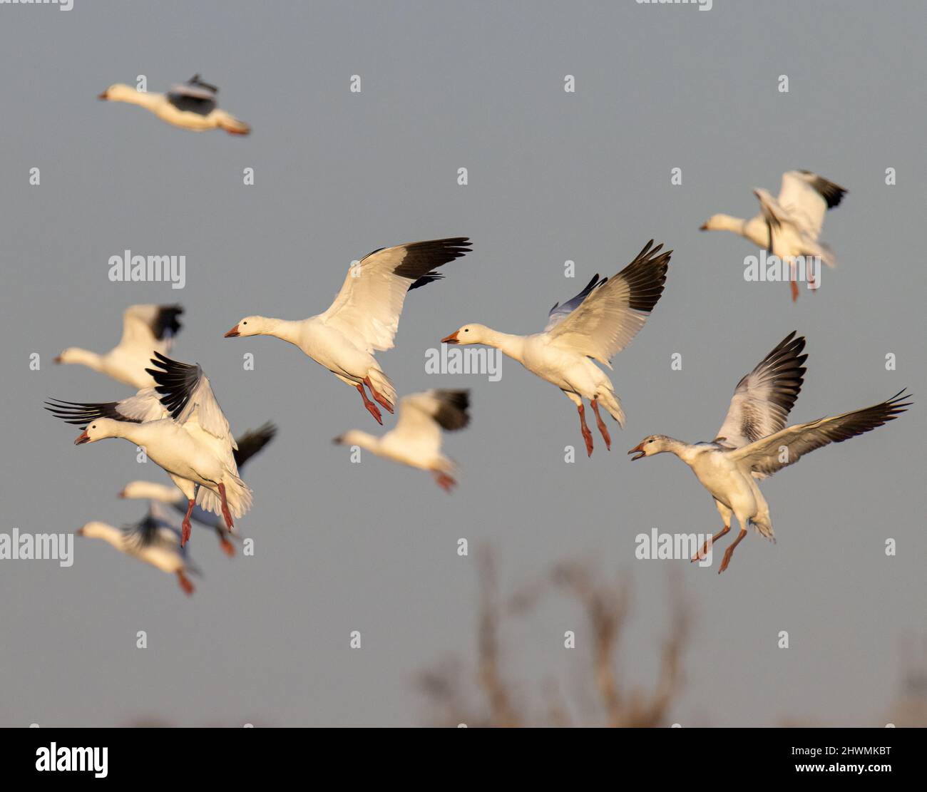 North american geese hi-res stock photography and images - Alamy