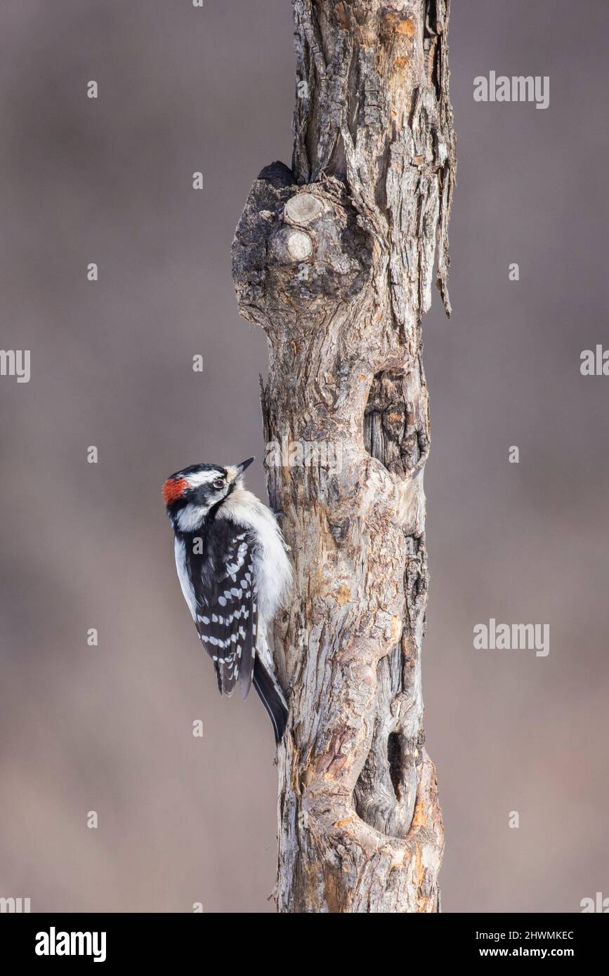 Woodpecker behavior pattern hi-res stock photography and images - Alamy