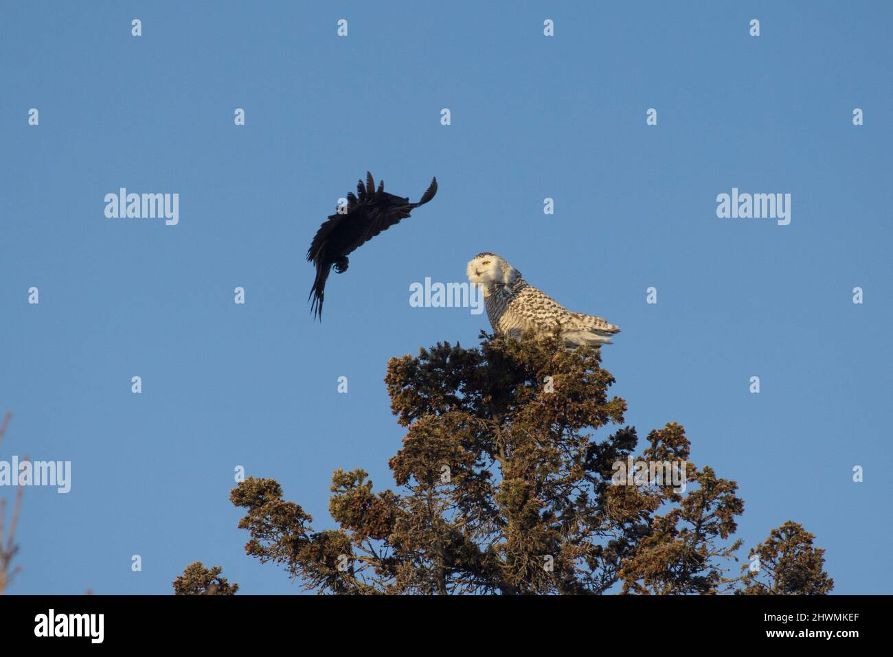 The Crow Attack American Crow vs Snowy Owl Stock Photo - Alamy