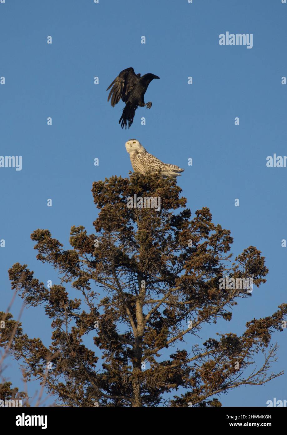 The Crow Attack American Crow vs Snowy Owl Stock Photo - Alamy