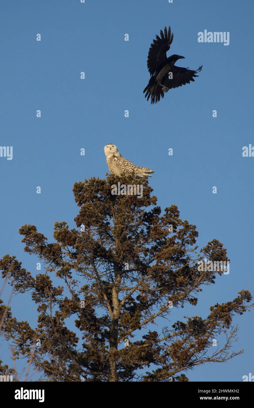 The Crow Attack American Crow vs Snowy Owl Stock Photo - Alamy