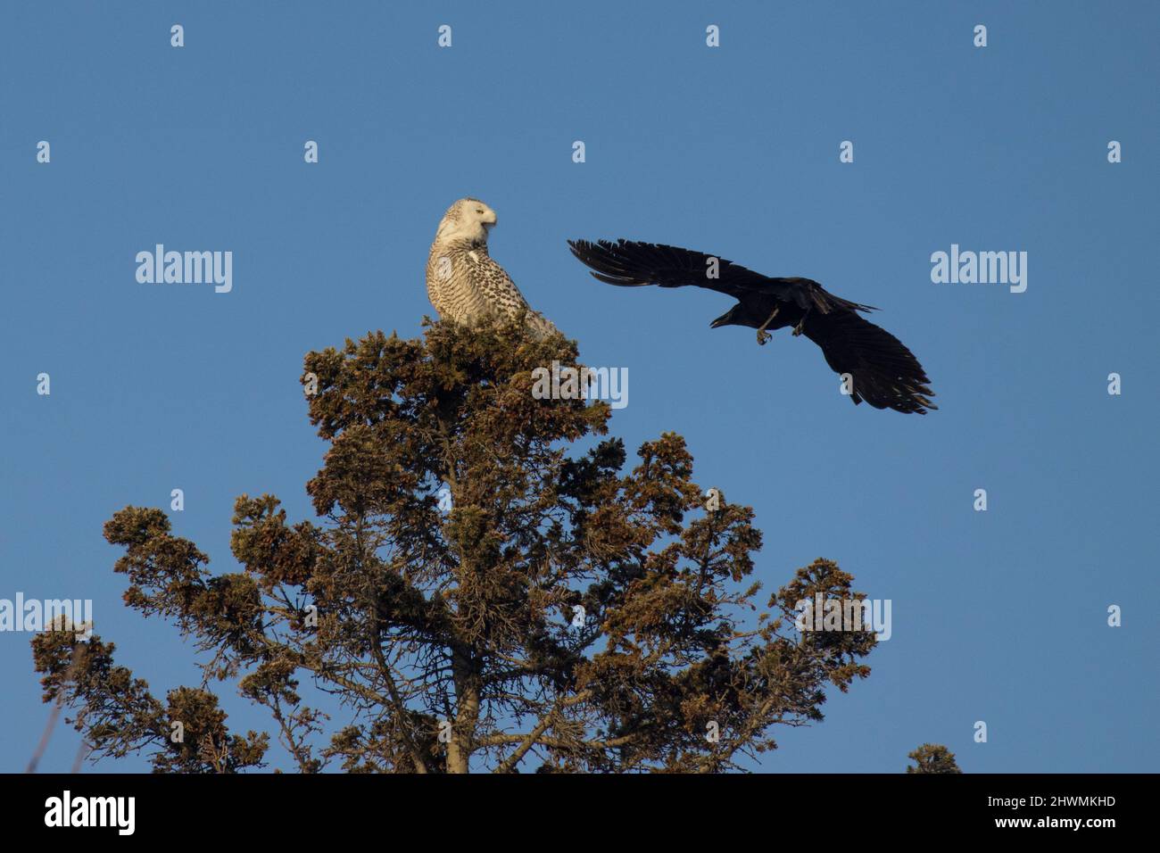 The Crow Attack American Crow vs Snowy Owl Stock Photo - Alamy