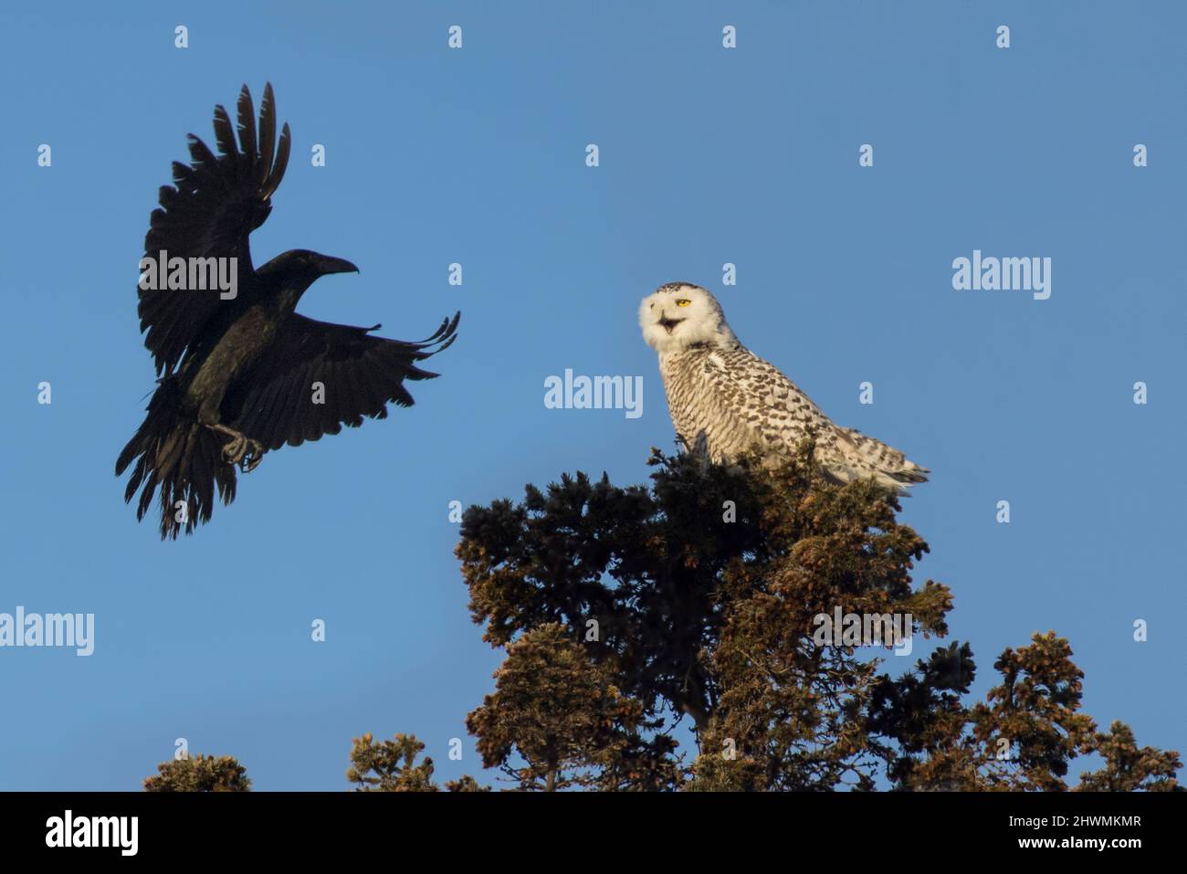 The Crow Attack American Crow vs Snowy Owl Stock Photo - Alamy