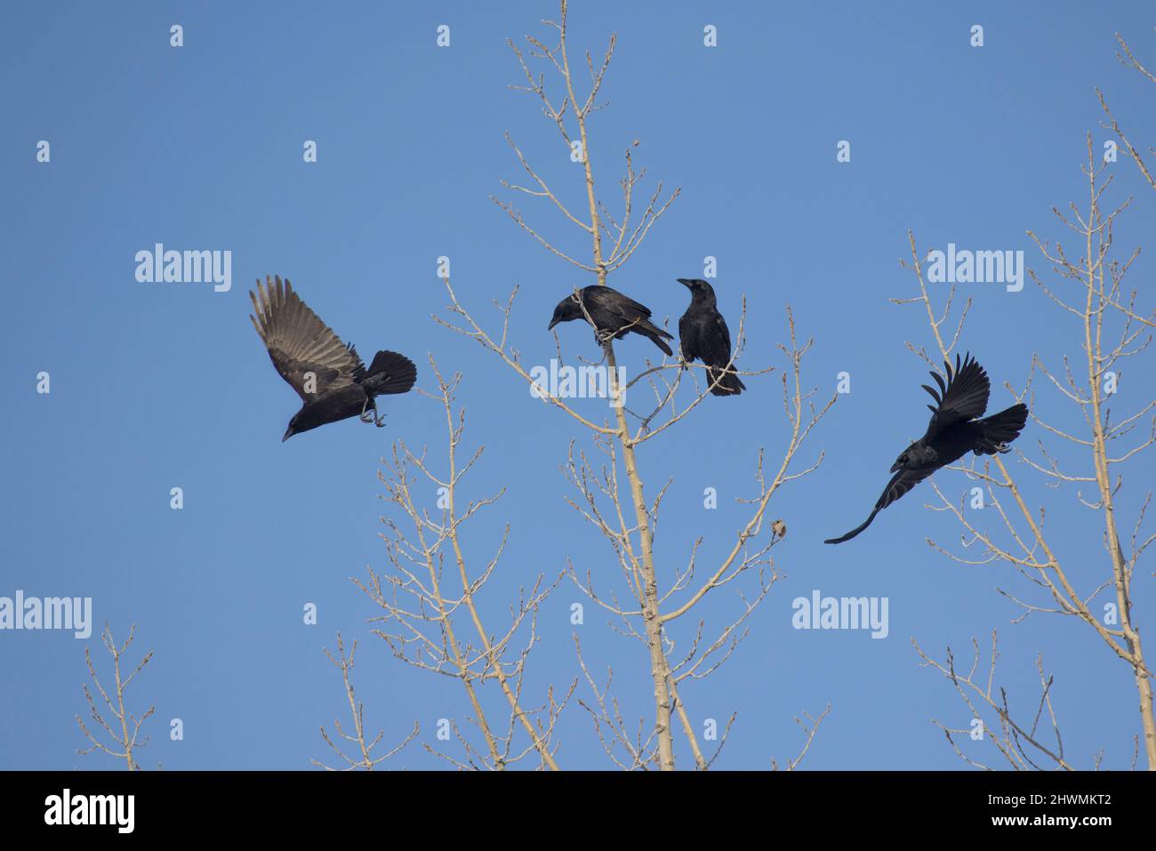 American crows (Corvus brachyrhynchos) in winter Stock Photo - Alamy