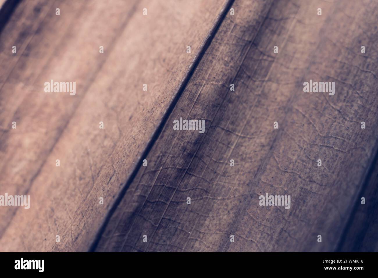 Macro shot Abstract Real beauty nature background. Dried tropical plant ...