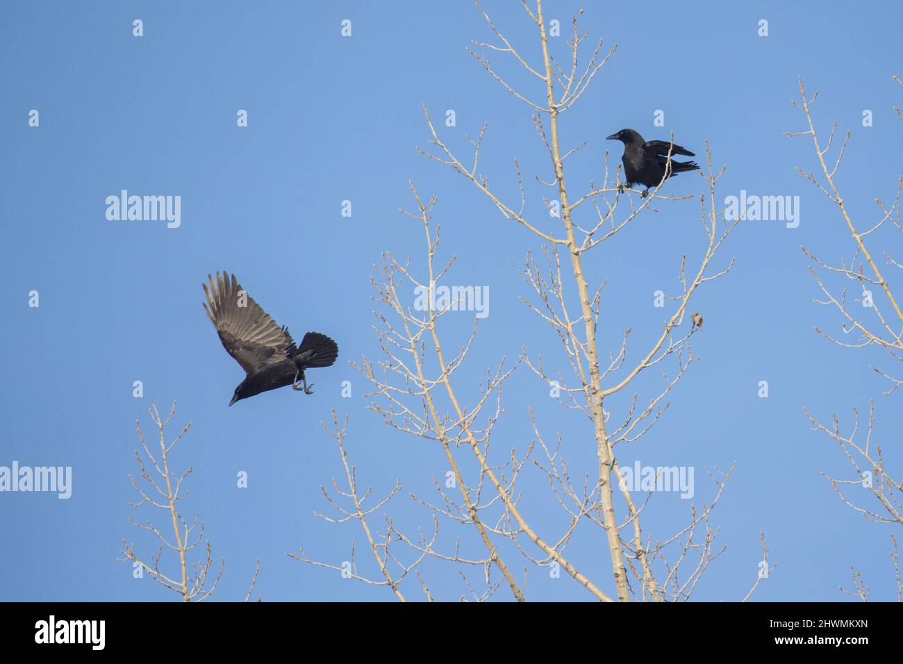American crows (Corvus brachyrhynchos) in winter Stock Photo - Alamy