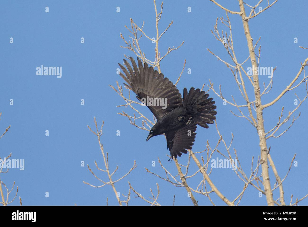 American crows (Corvus brachyrhynchos) in winter Stock Photo - Alamy