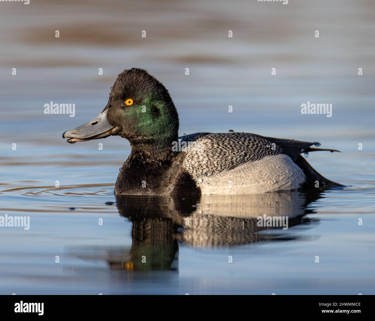Lesser scaup (Aythya affinis) drake swimming on water, note: head scape ...