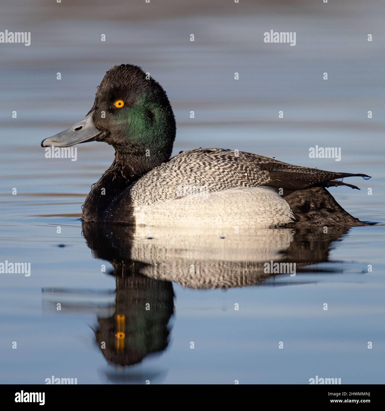 Lesser scaup (Aythya affinis) drake swimming on water, note: head scape ...