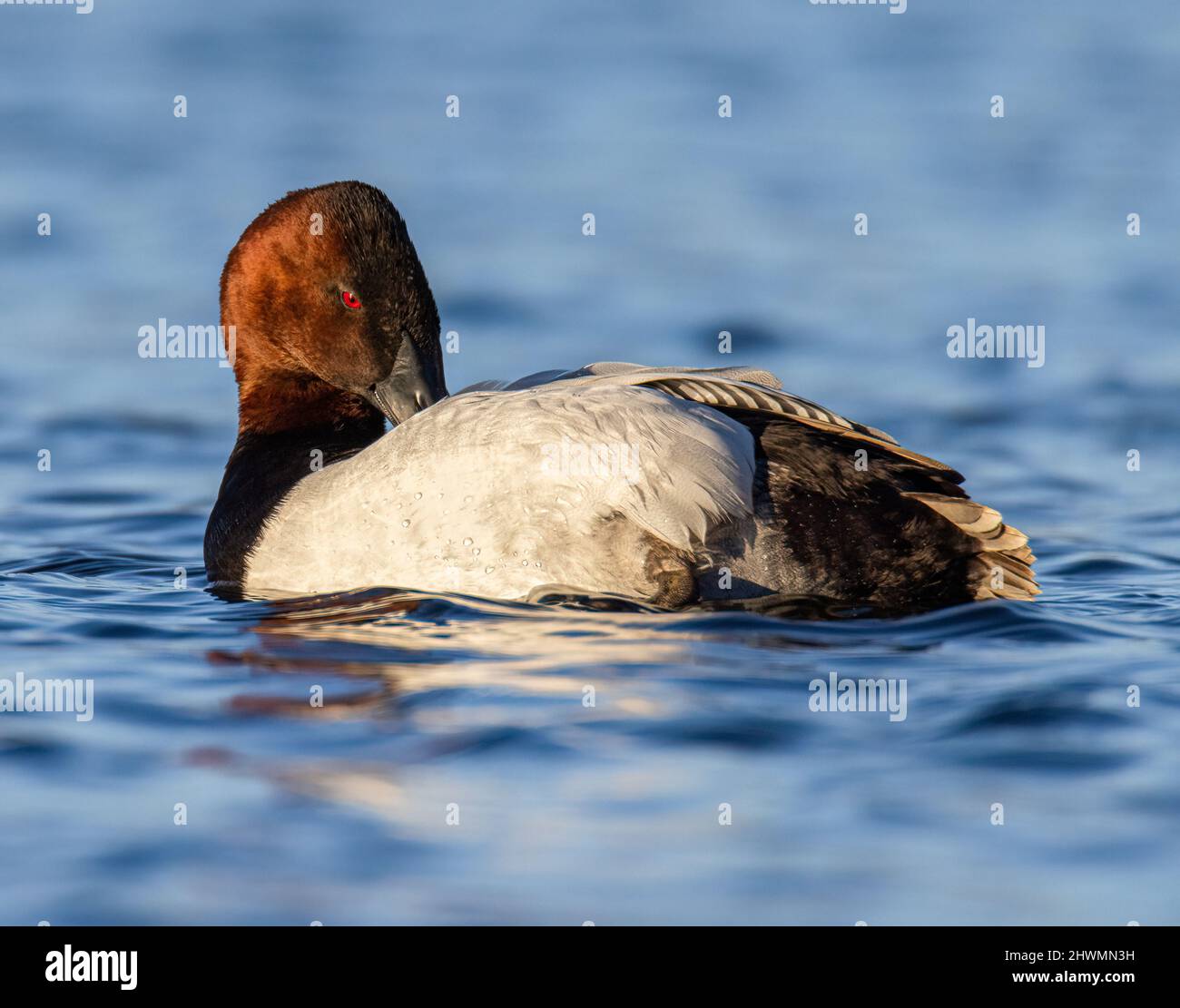 Drake canvasback duck hi-res stock photography and images - Alamy