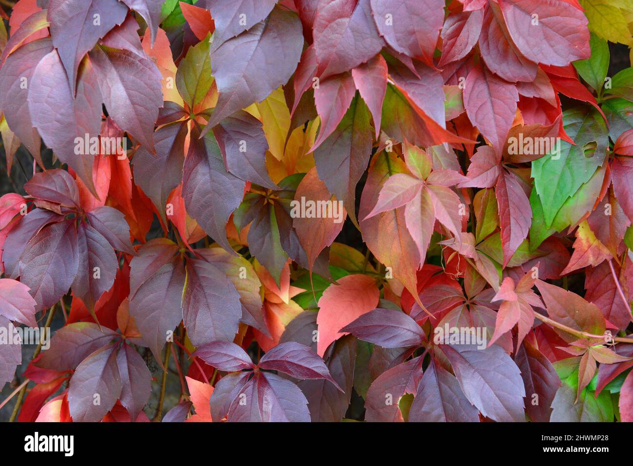 Virginia creeper vine leaves turn red in the autumn Stock Photo - Alamy