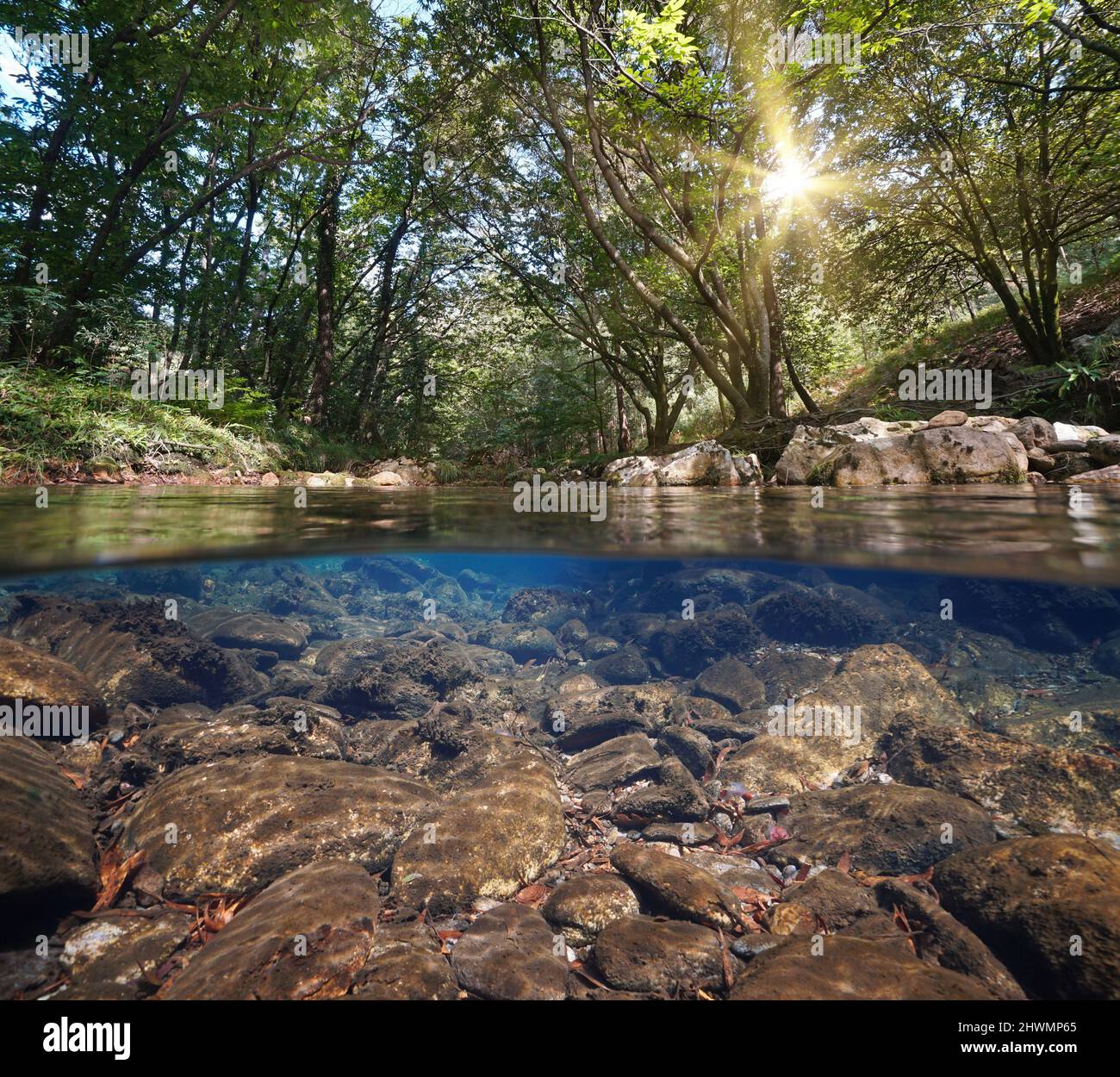 River in the forest with sunlight, split level view over and under ...