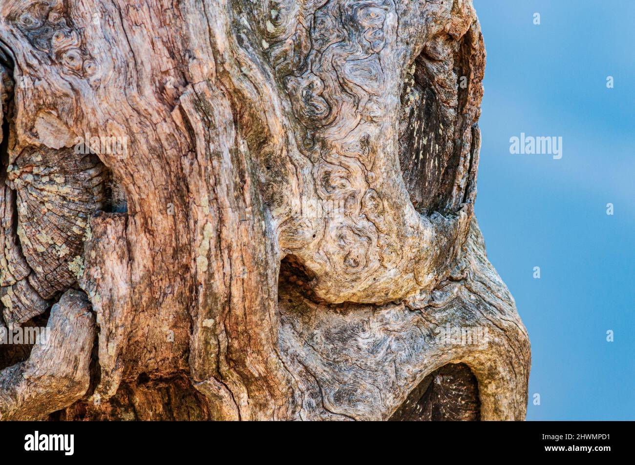 Barkless tree burl details from Skyline Drive, Shenandoah National Park ...