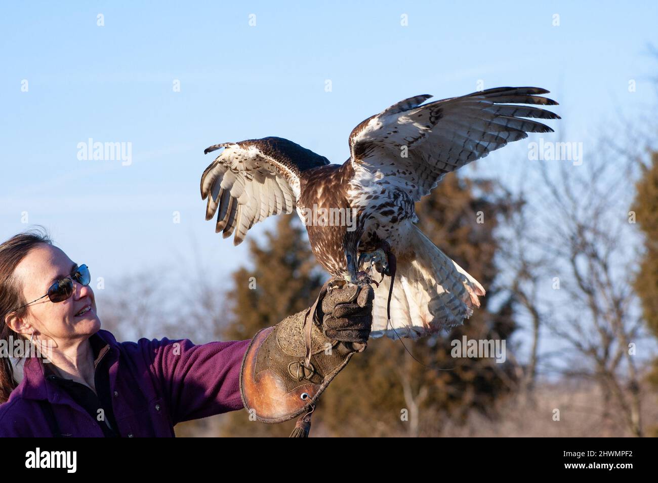 Red-tailed Hawk (Buteo jamaicensis) landing on a falconer's glove ...