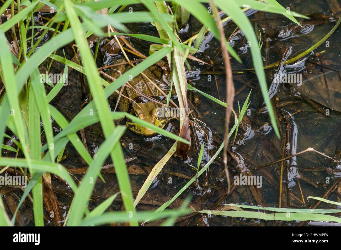 Bullfrog hides in a marsh Stock Photo - Alamy