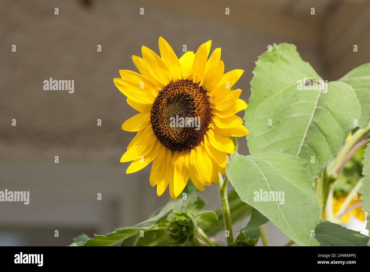 Common Sunflower (Helianthus annuus) with foraging bumblebee grew in a ...
