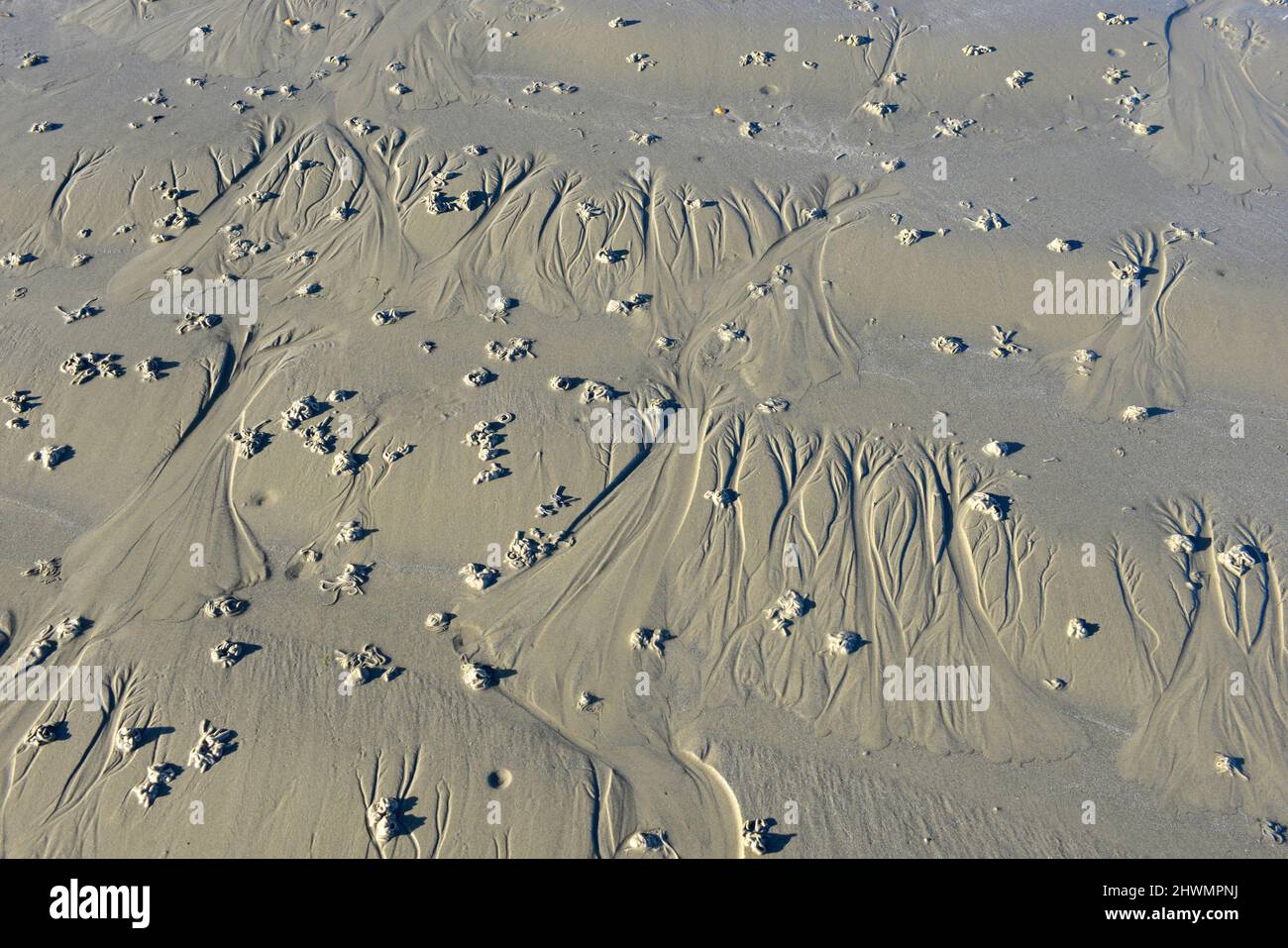 Lugworm casts hi-res stock photography and images - Alamy