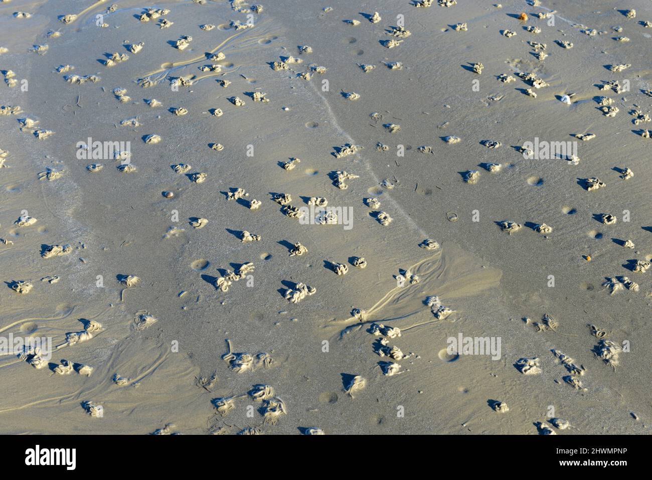 Lugworm casts hi-res stock photography and images - Alamy