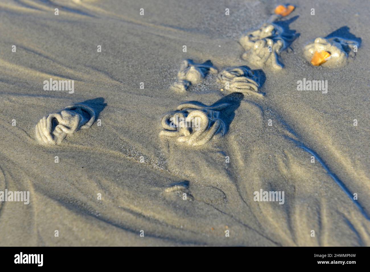 Lugworm casts hi-res stock photography and images - Alamy