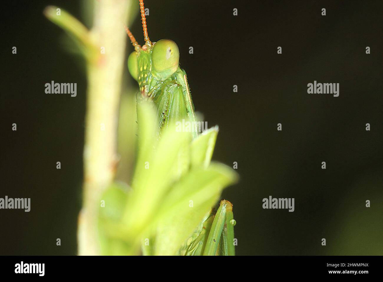 New zealand preying mantis hi-res stock photography and images - Alamy
