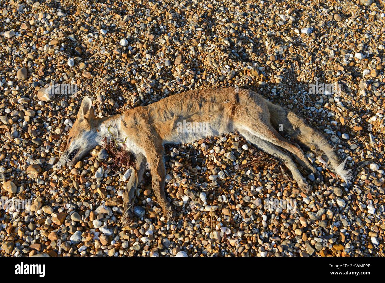Dead fox on hi-res stock photography and images - Alamy