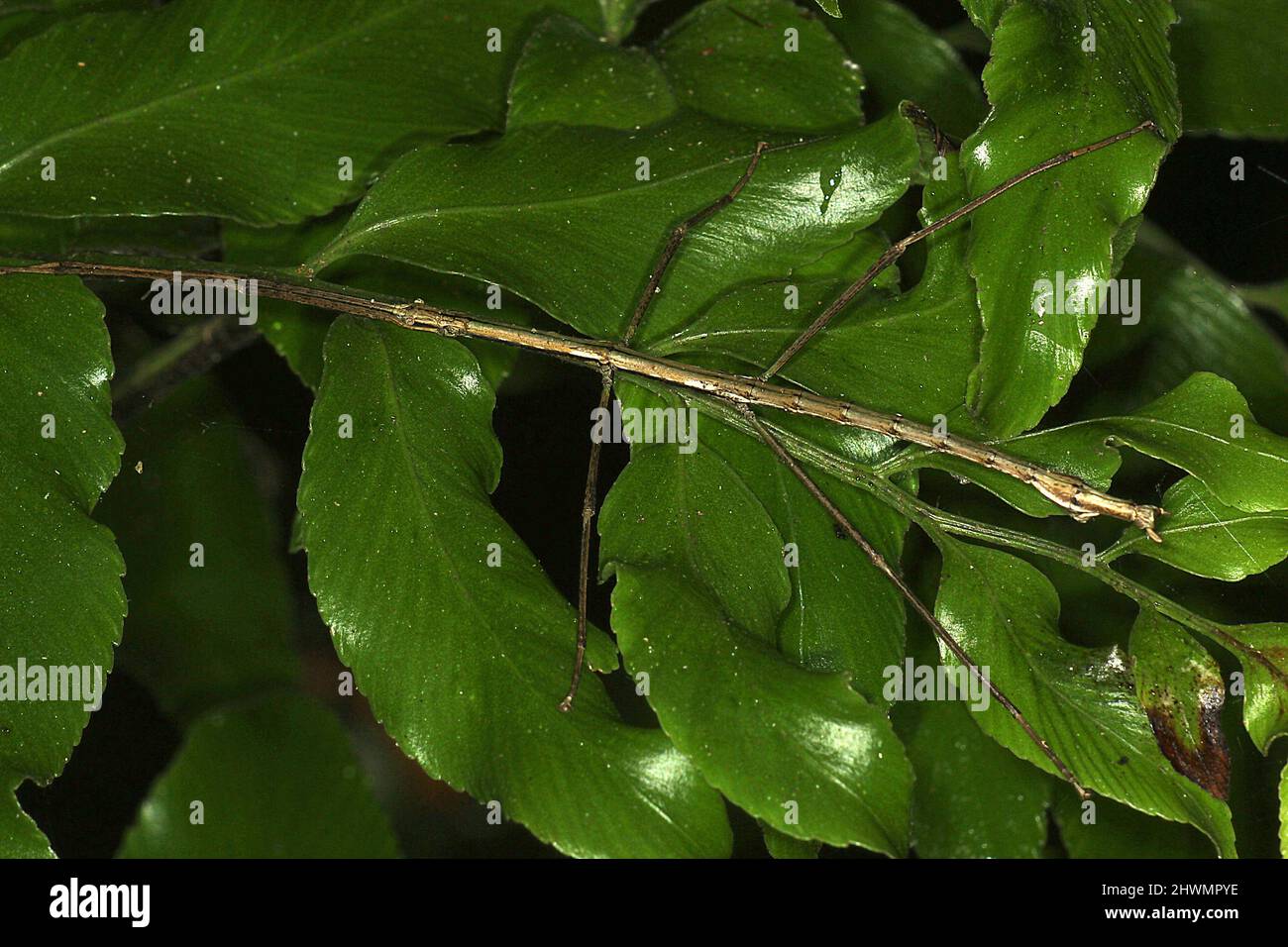 Smooth stick insect (Clitarchus hookeri Stock Photo - Alamy