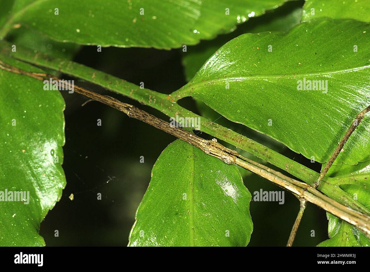 Smooth stick insect (Clitarchus hookeri Stock Photo - Alamy