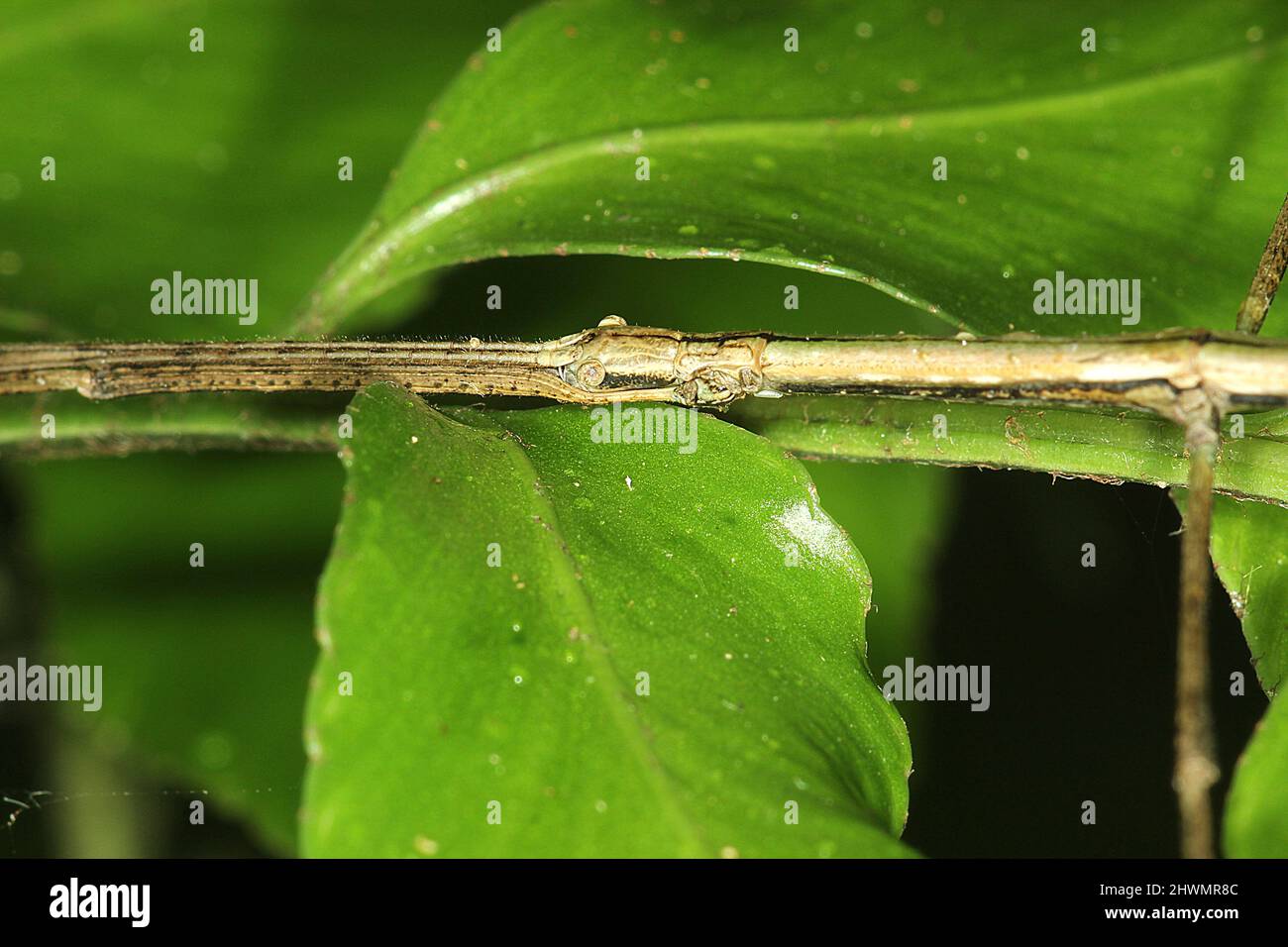 Clitarchus hi-res stock photography and images - Alamy