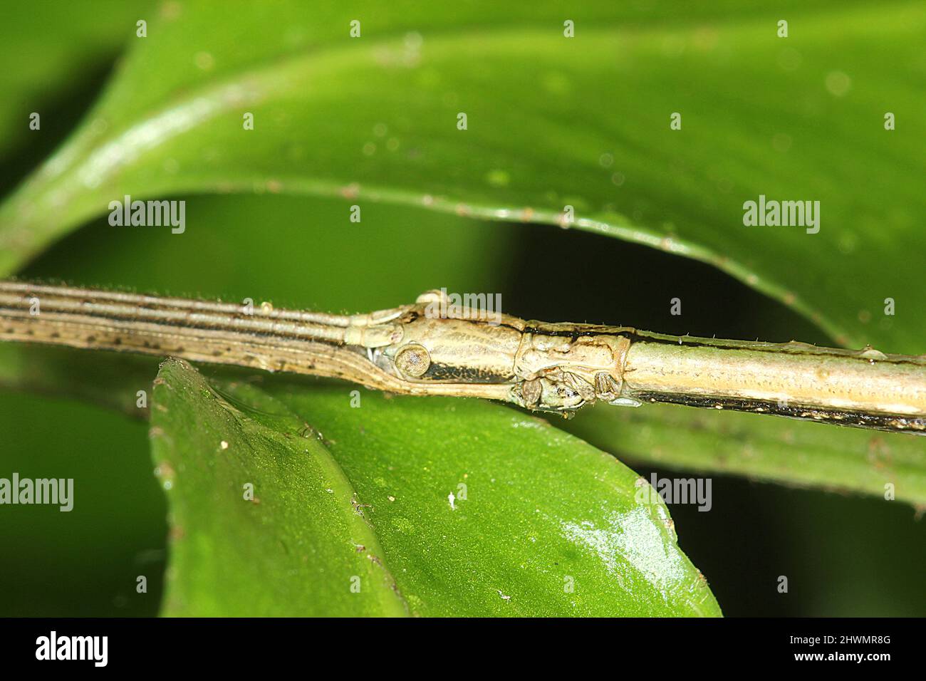 Smooth stick insect (Clitarchus hookeri Stock Photo - Alamy
