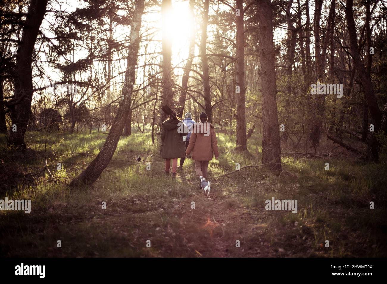 Friends walk through forrest with dogs in spring afternoon sun Stock ...