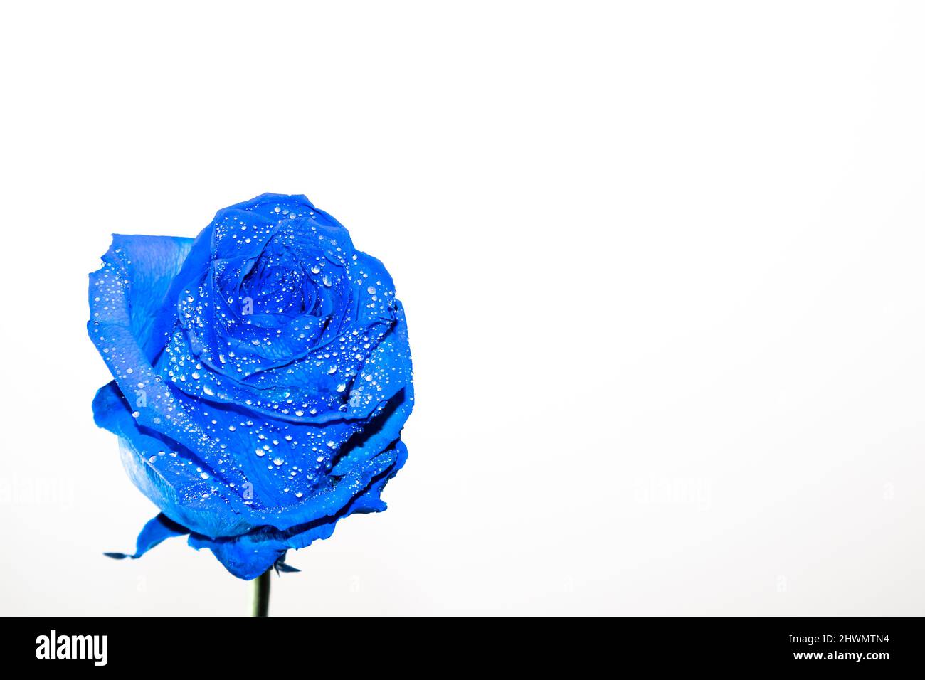single blue rose on a white background Stock Photo - Alamy