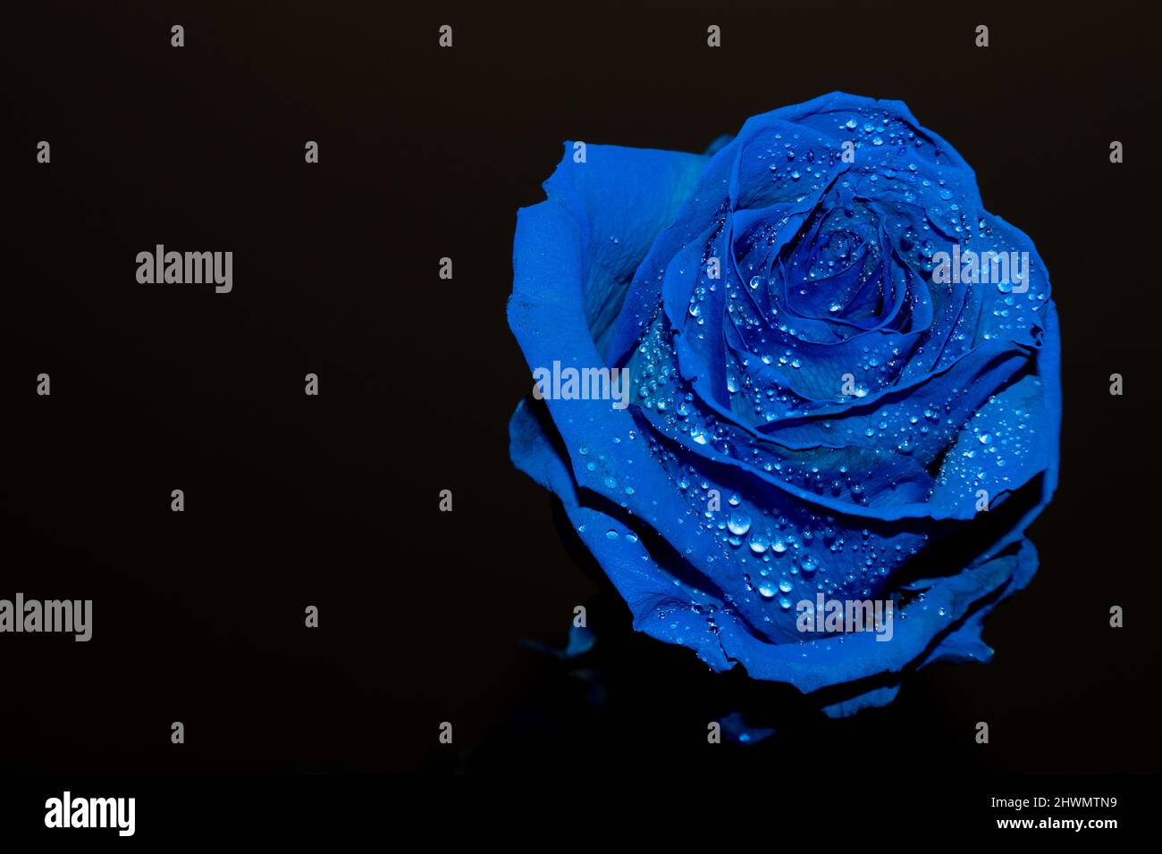 single blue rose on a black background Stock Photo - Alamy