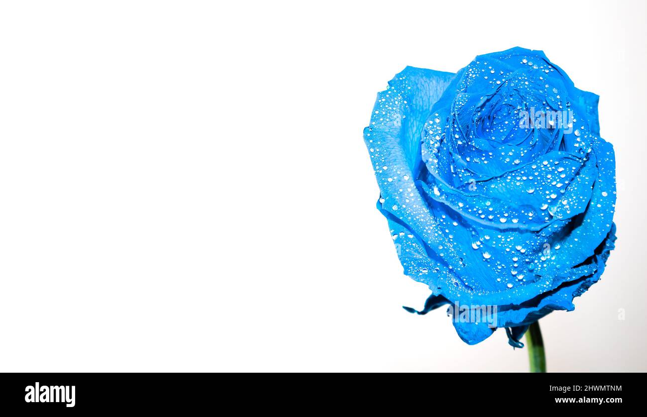 single blue rose on a white background Stock Photo - Alamy