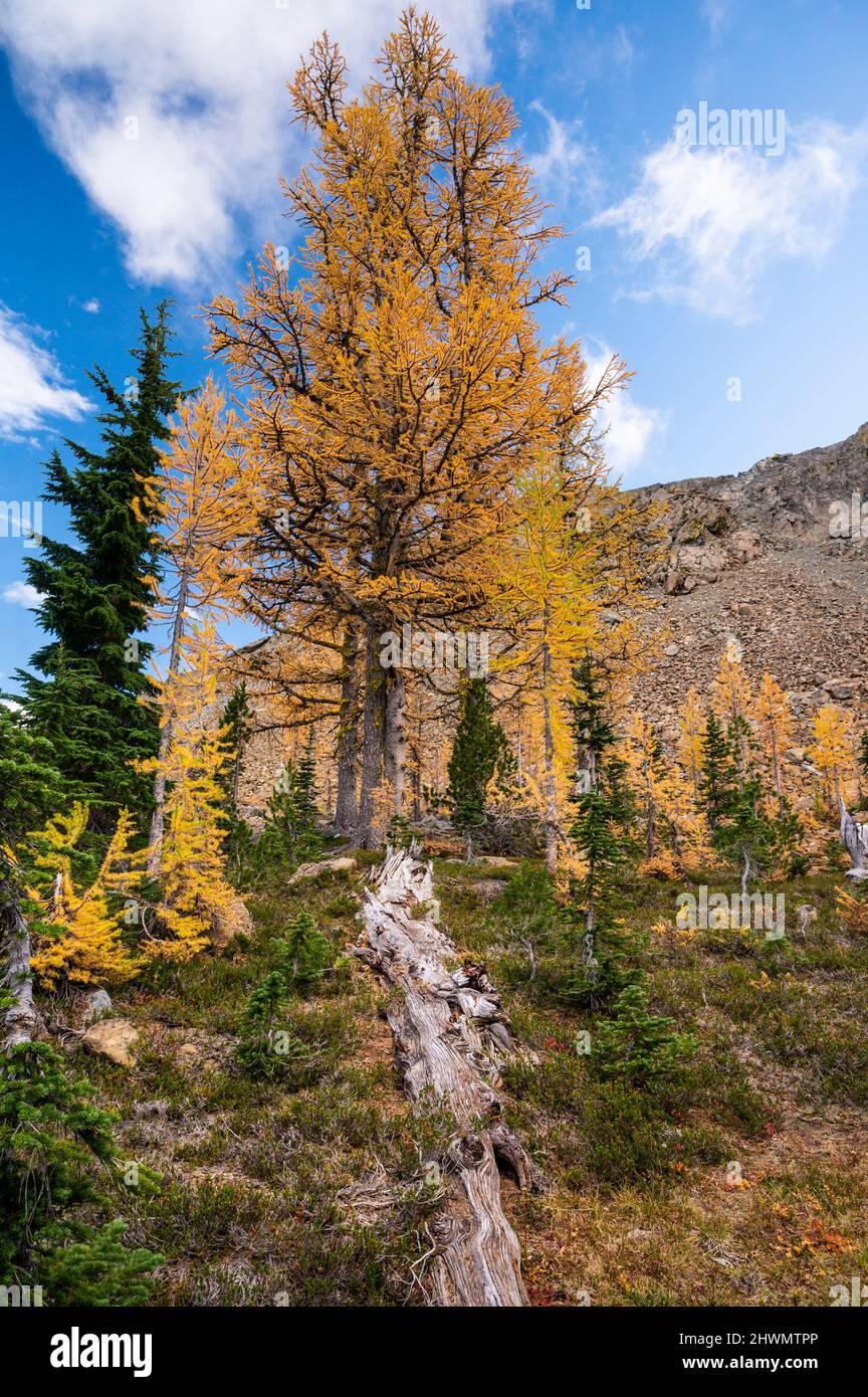 The alpine lakes wilderness with alpine larches in the fall Stock Photo ...